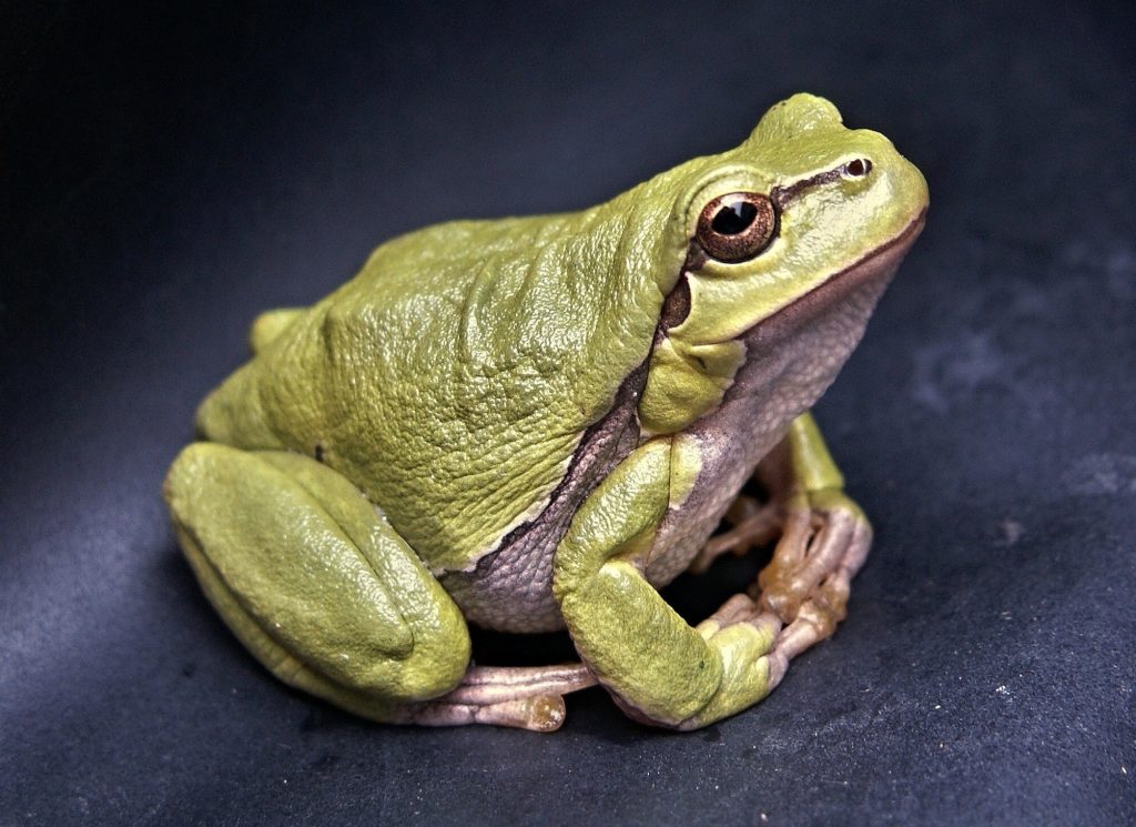 La storia della rana bollita: abitudine e paura del cambiamento ...